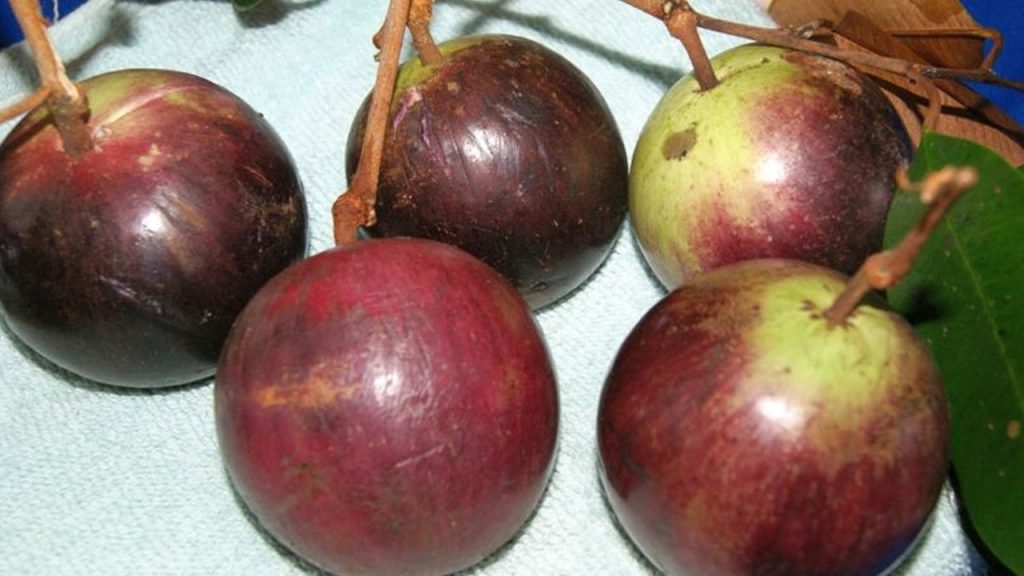 Pomme surette | Tous les fruits