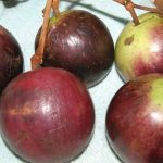 Pomme Liane | Tous Les Fruits