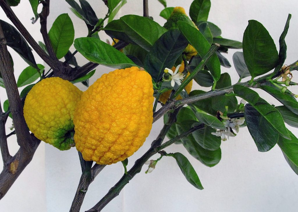 Cédrat | Tous les fruits