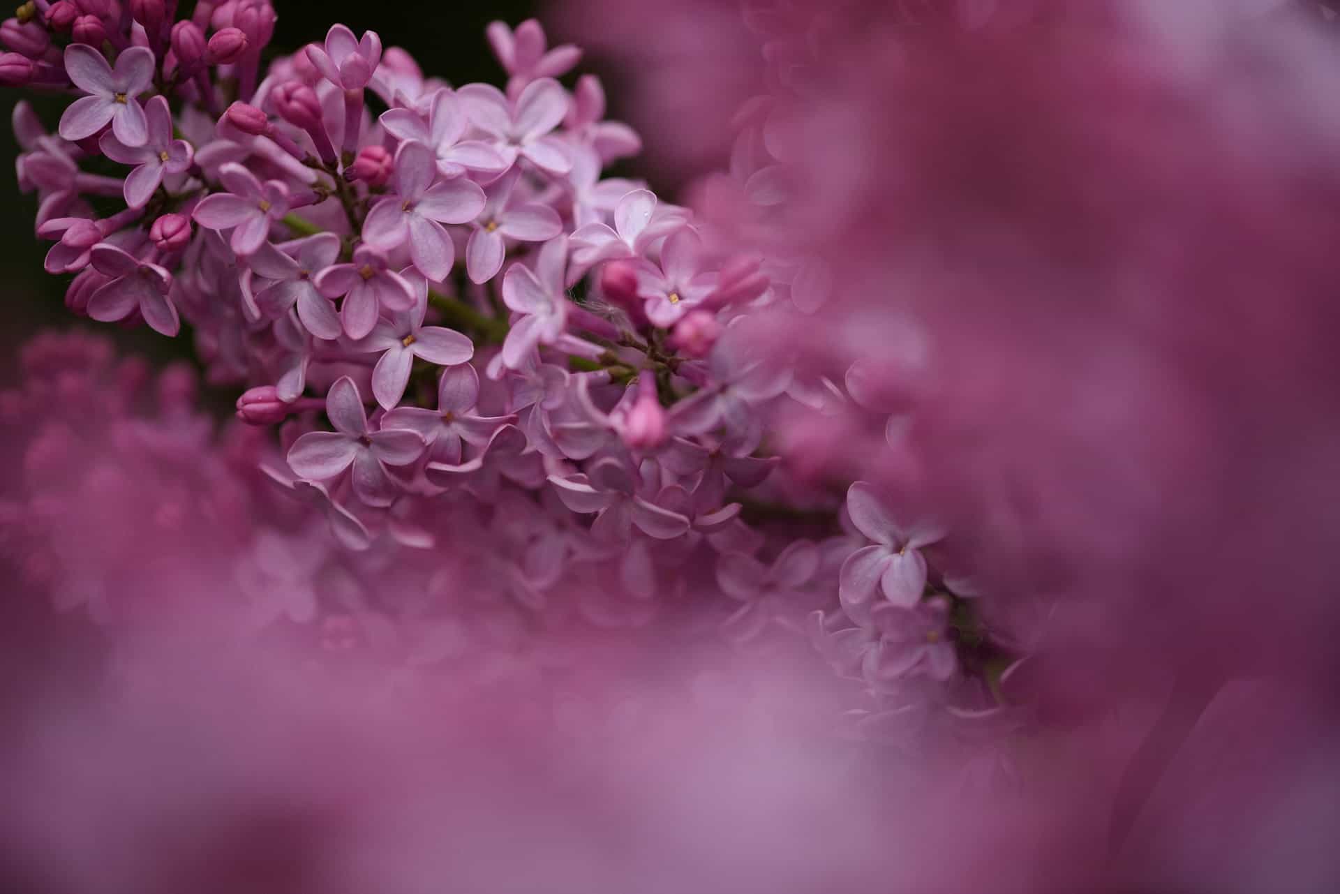 Découvrez les secrets de la plantation et de la culture des lilas